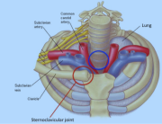 Sternoclavicular Joint | Boston Shoulder Institute